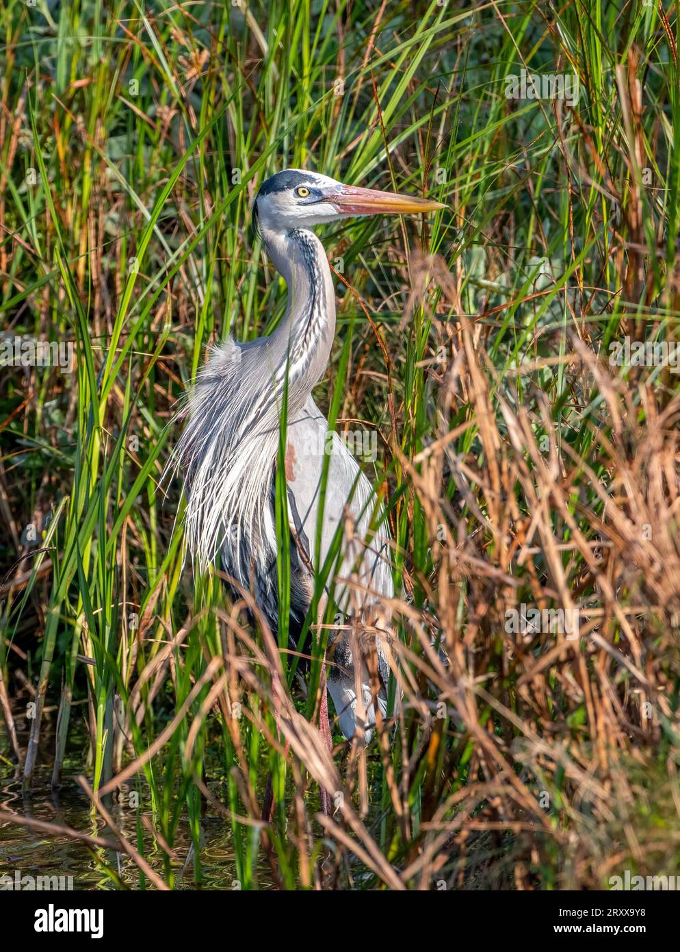 A stately Great Blue Heron stands on the edge of this south Texas ...