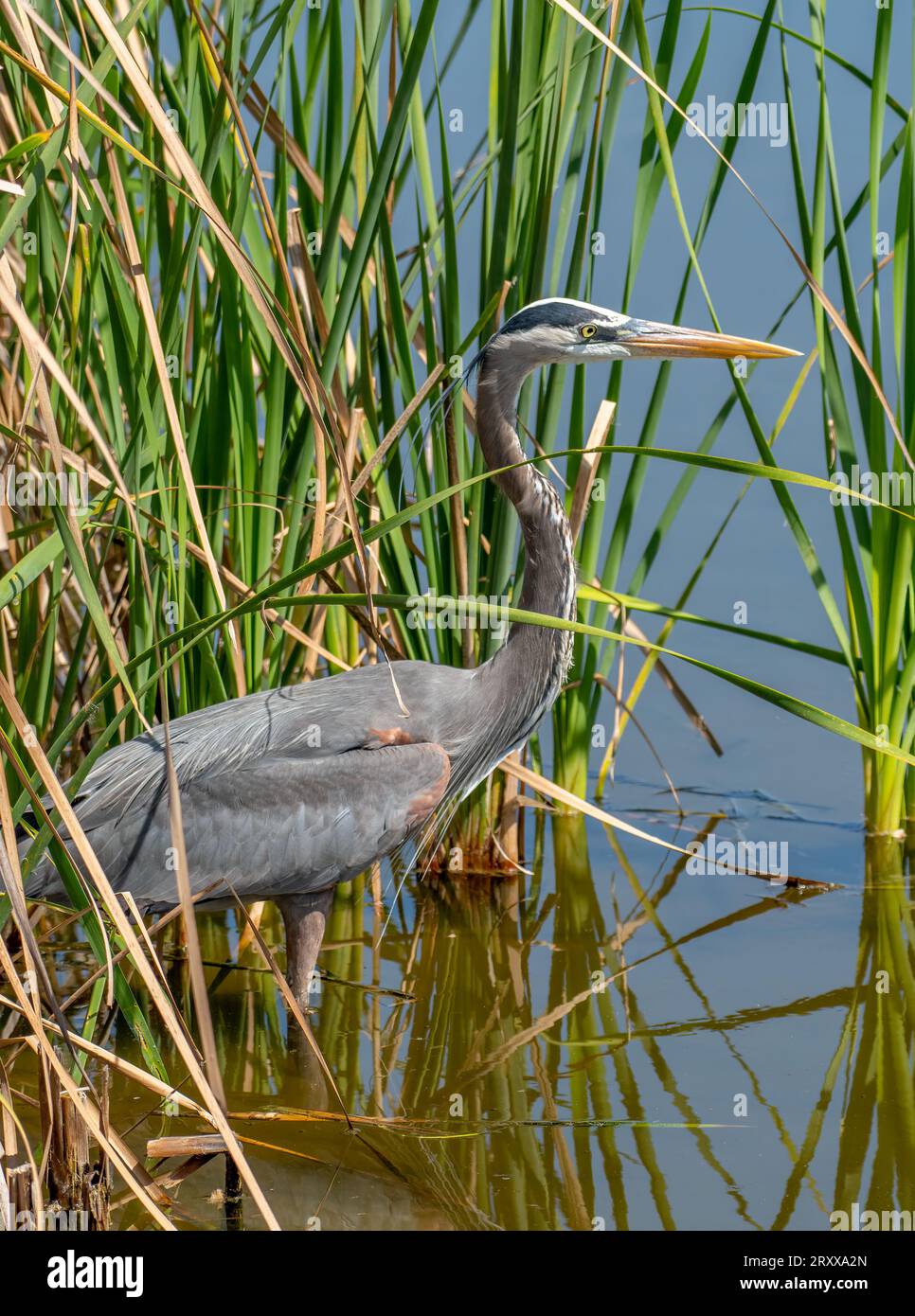 A beautiful Great Blue Heron works its way through the wetlands ...