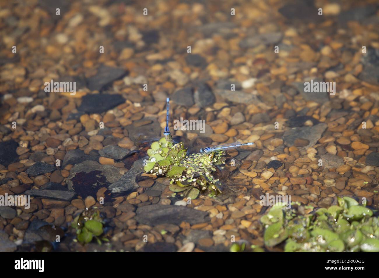 Two familiar bluet damselflies (Enallagma civile) on green aquatic ...