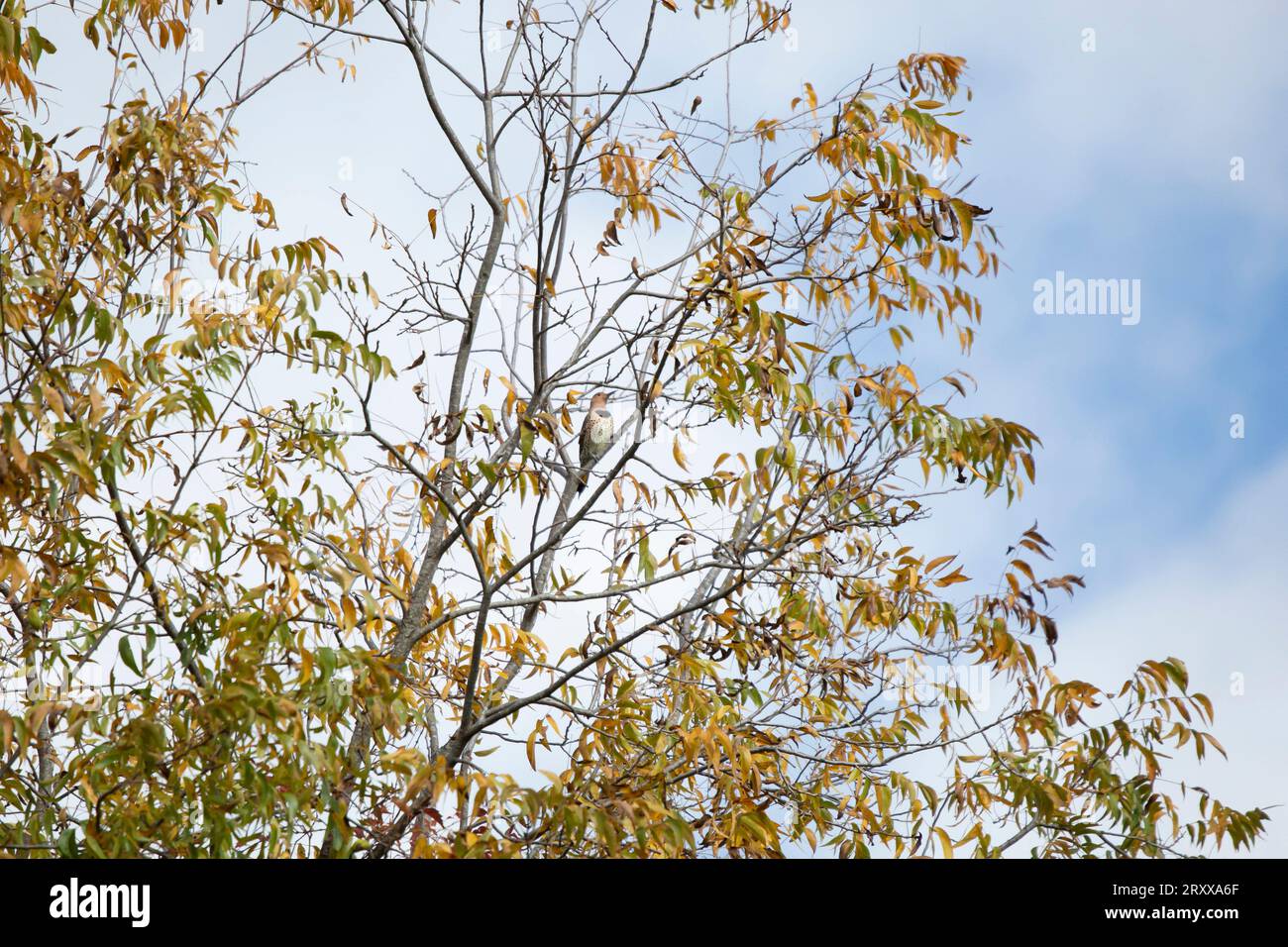 Curious female yellow-shafted flicker (Colaptes auratus) looking out ...