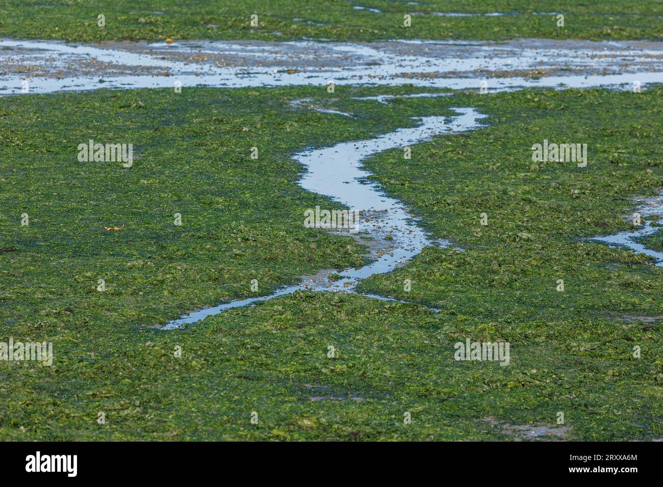 Algal bloom seen over the Holes Bay Area of Poole Harbour in Dorset at ...