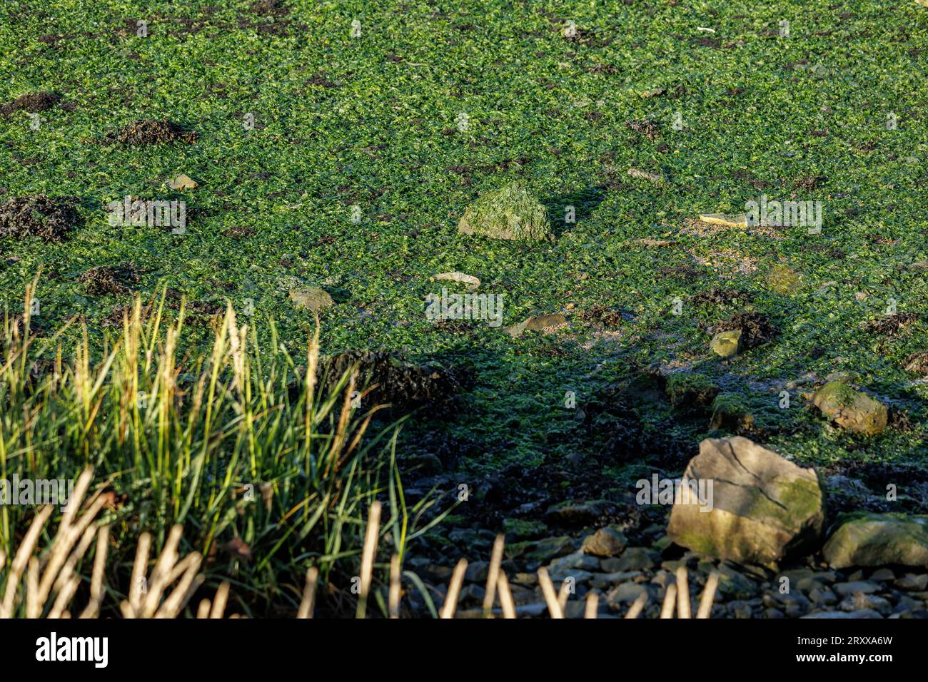 Algal ecosystem hi-res stock photography and images - Alamy