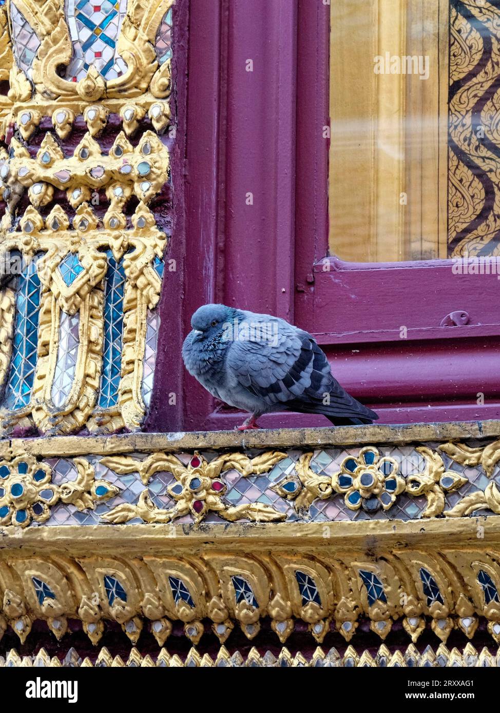 On a richly decorated window ledge in red and gold, a gray pigeon ...