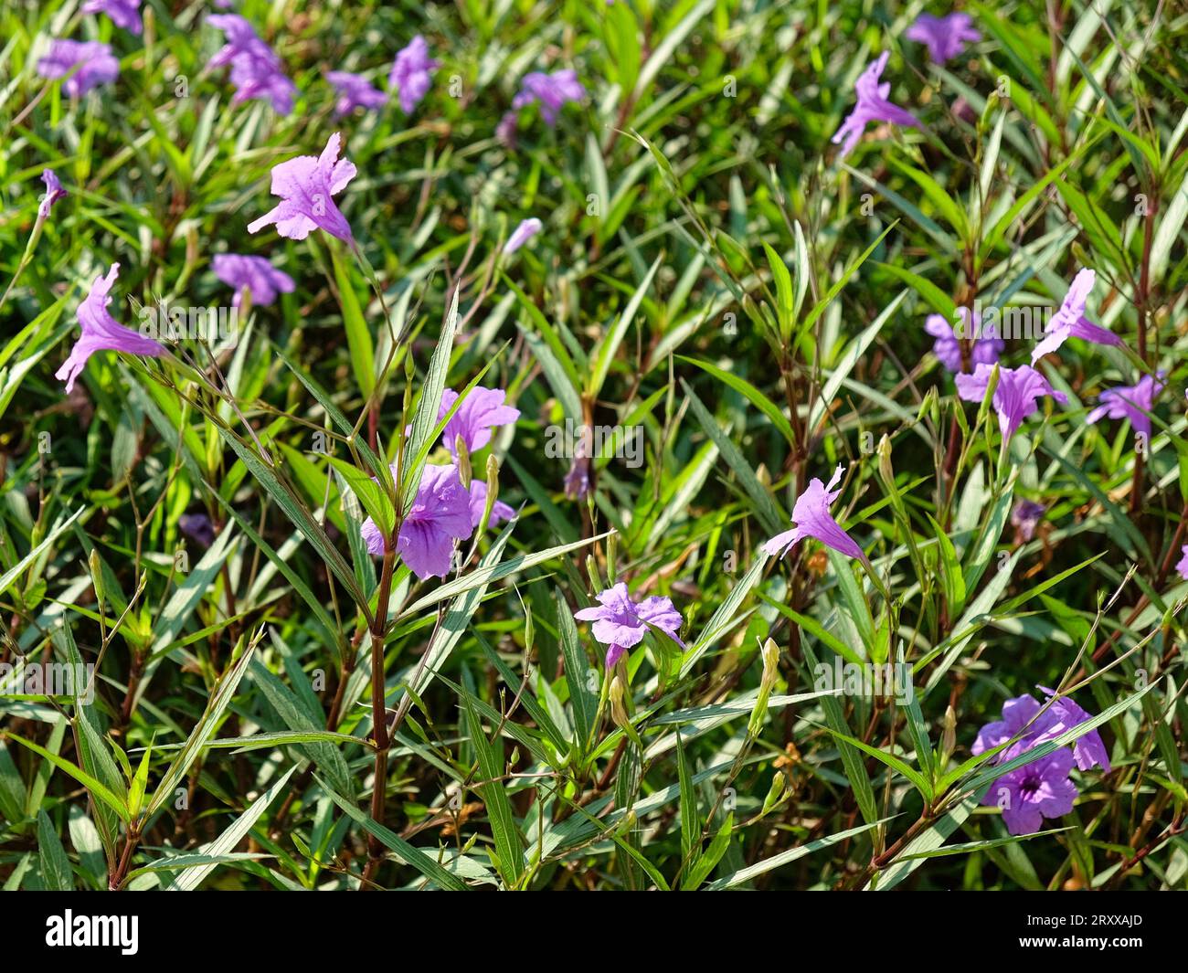 Delicate blooms grace the landscape with their long, verdant stems, set ...