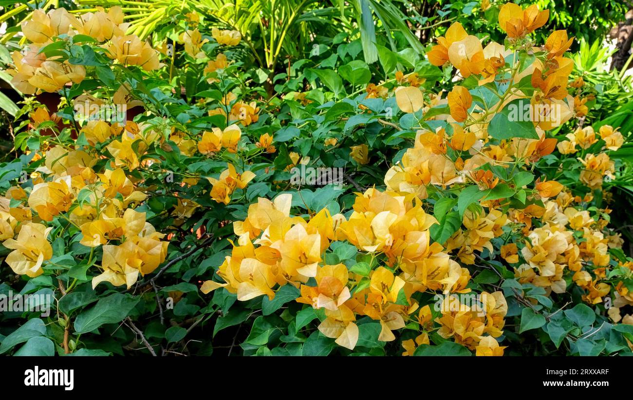 Zoomed in, a cluster of lively orange bougainvillea blooms, embraced by ...