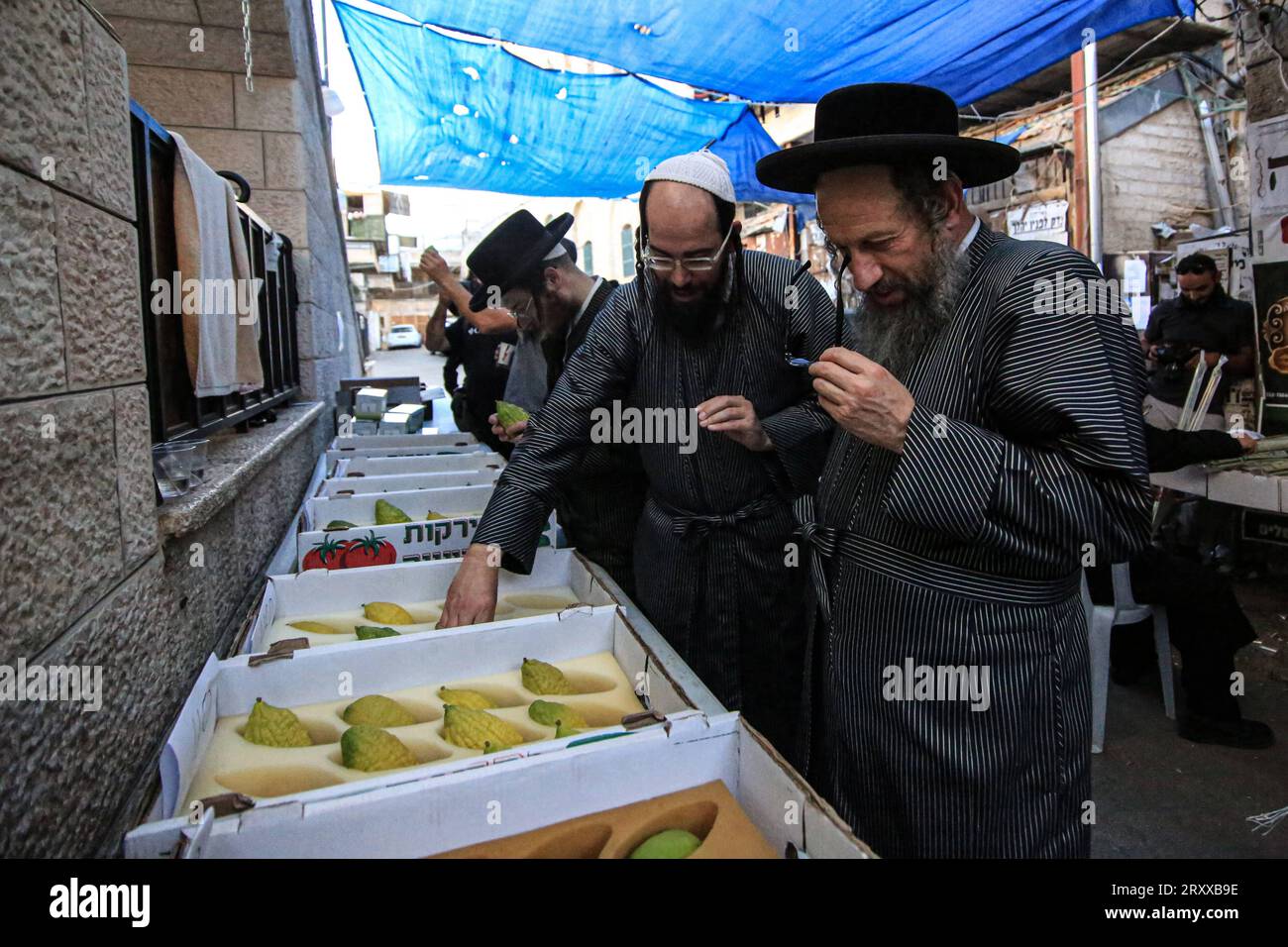 Sukkot preparations in Jerusalem Orthodox Jewish man inspects an Etrog ...