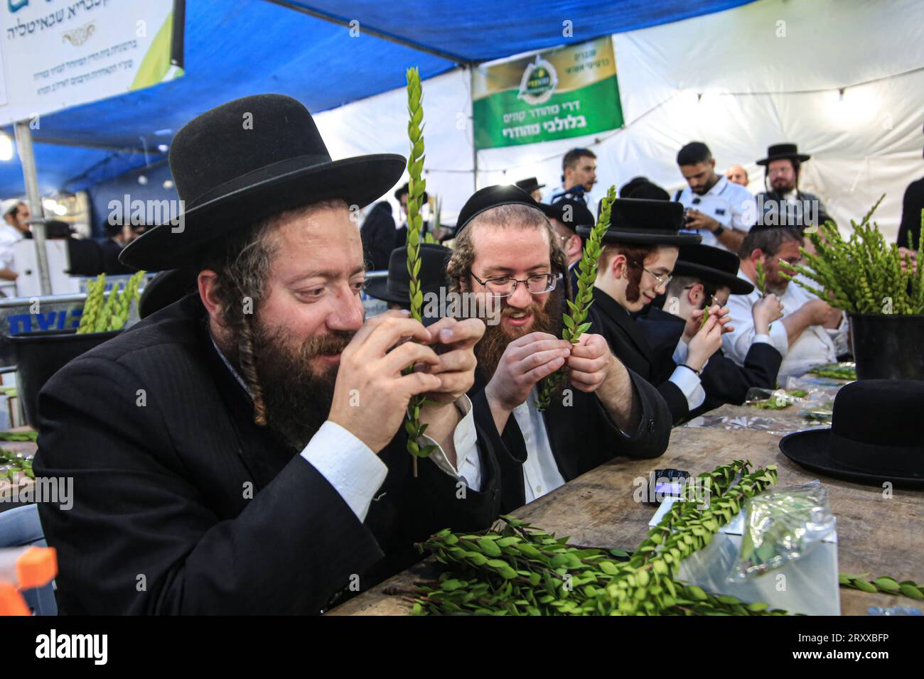 Sukkot preparations in Jerusalem Orthodox Jewish man inspects an Etrog ...