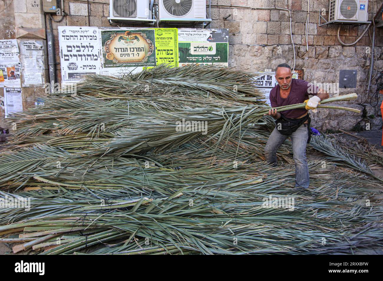 Sukkot preparations in Jerusalem An ultra-Orthodox Jewish man carries ...