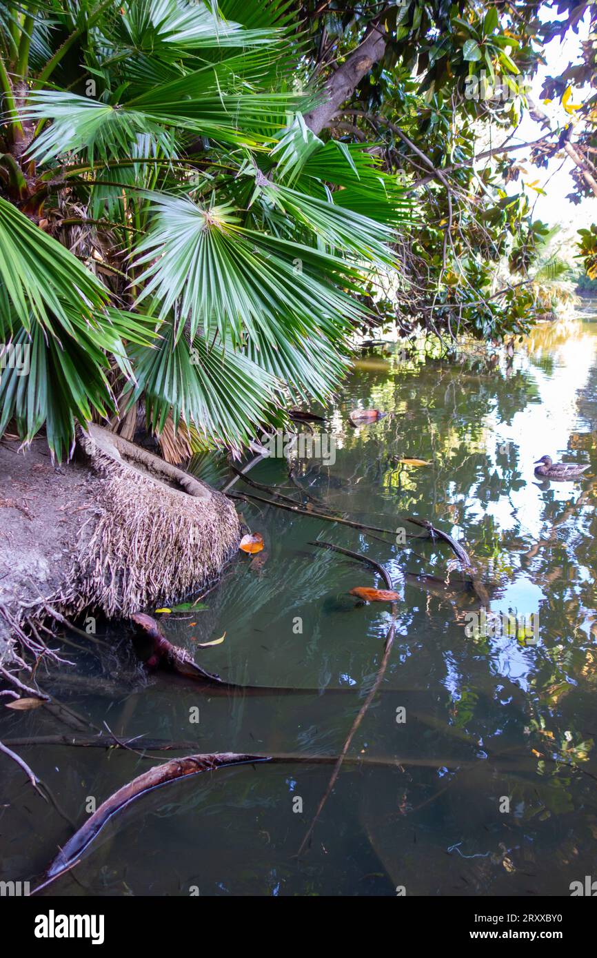 Ducks and turtles swimming in a manmade pond surrounded by tropical ...