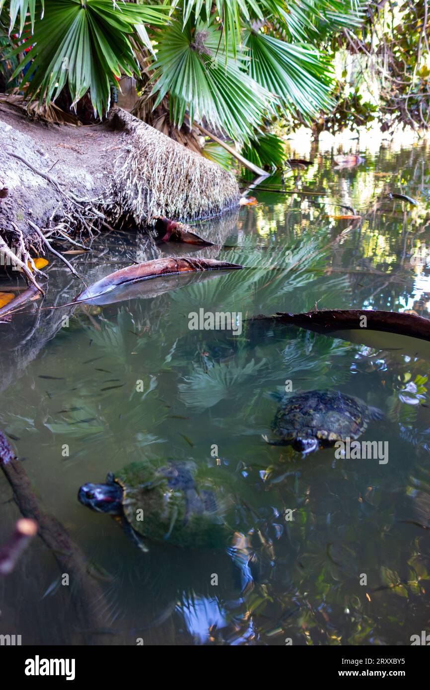 Ducks and turtles swimming in a manmade pond surrounded by tropical ...