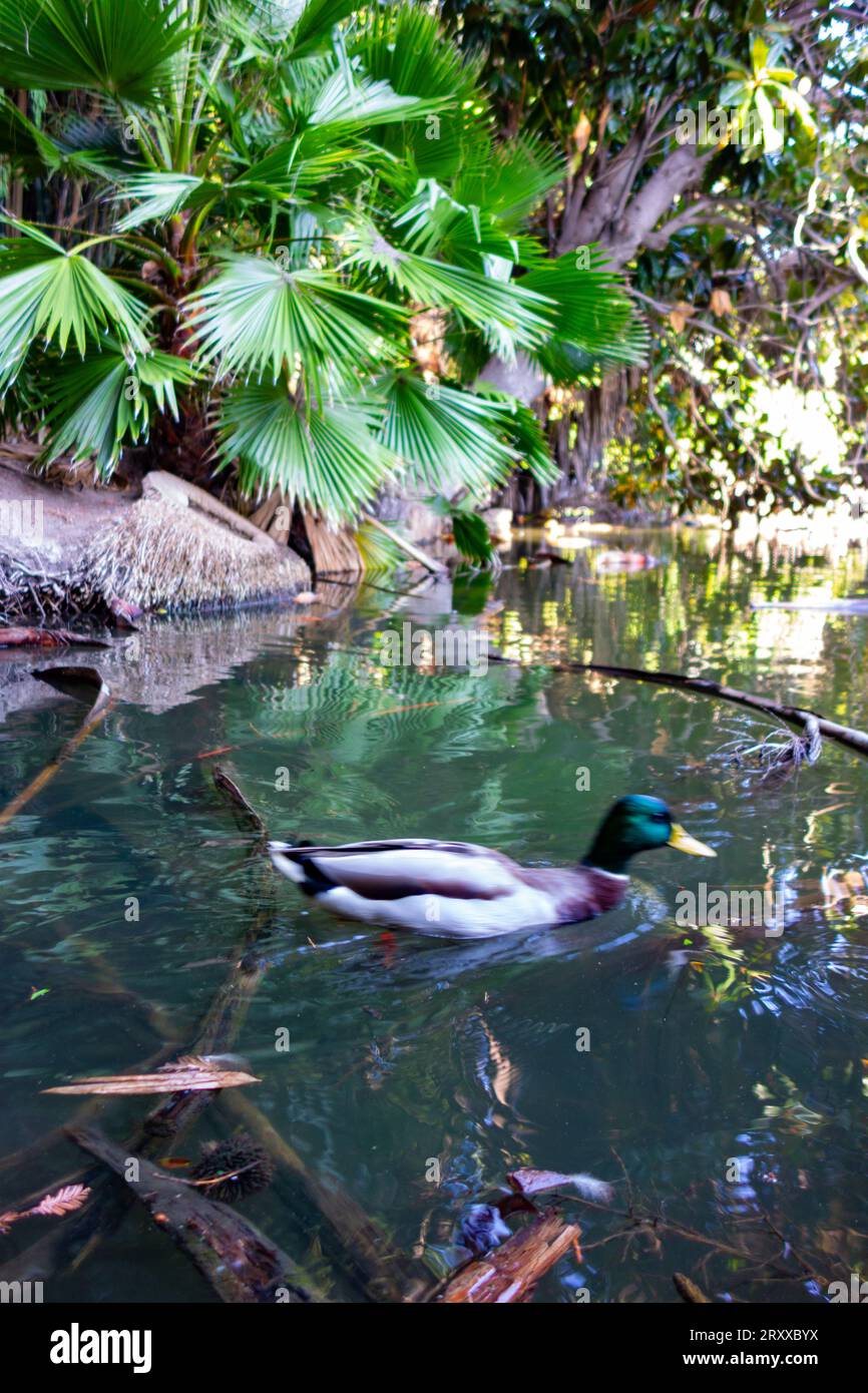 Ducks and turtles swimming in a manmade pond surrounded by tropical ...