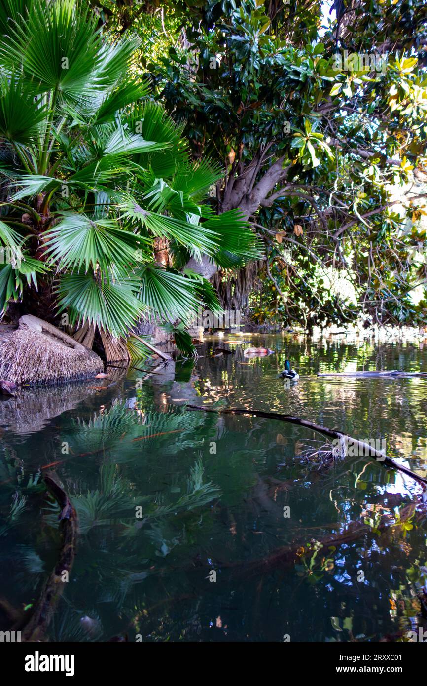 Ducks and turtles swimming in a manmade pond surrounded by tropical ...