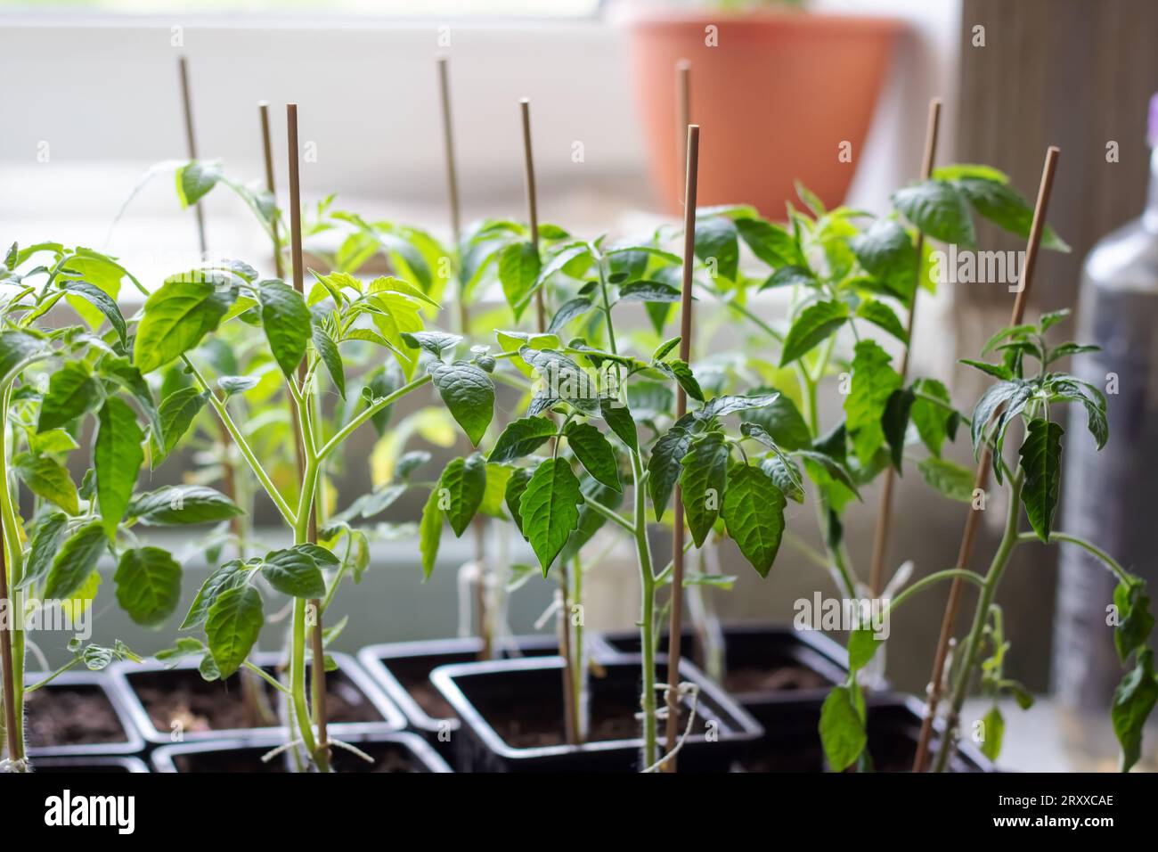 Seeds window box hi-res stock photography and images - Alamy