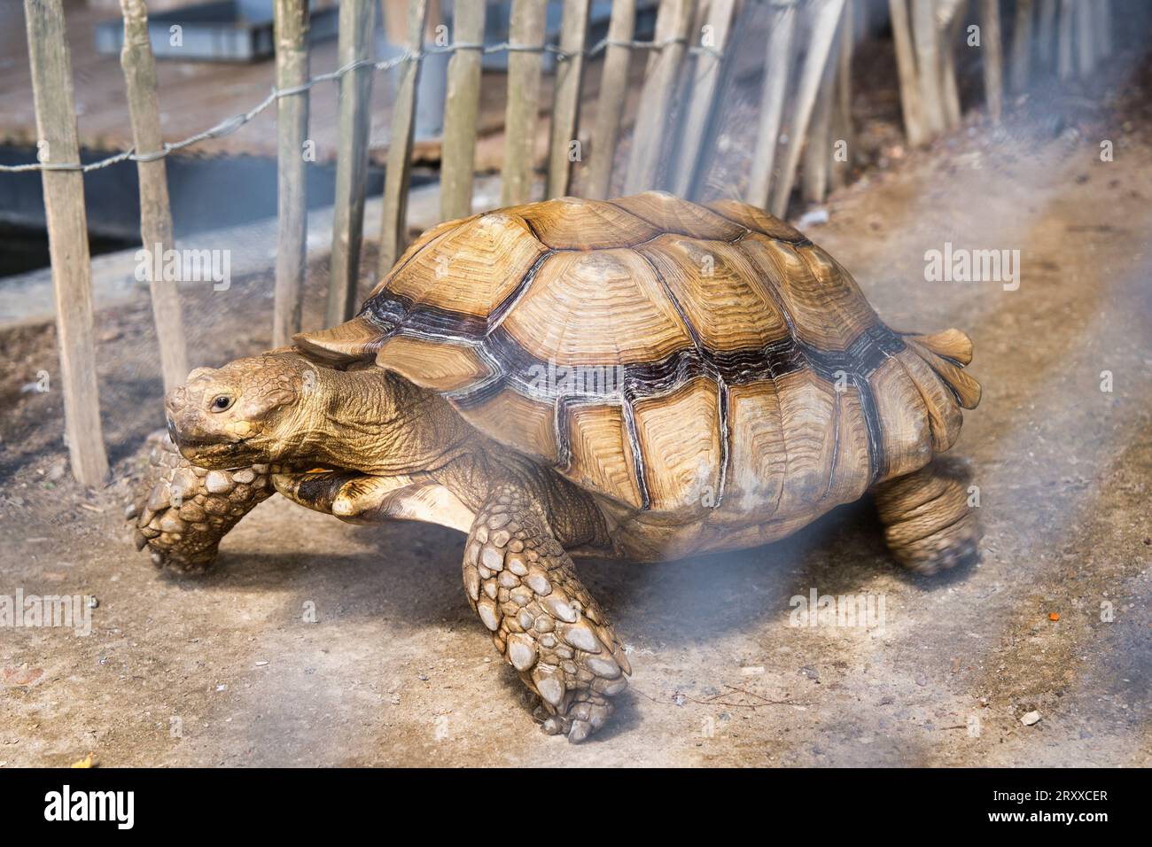 Jardine d'acclimatation, France, African spurred tortoise, also called ...