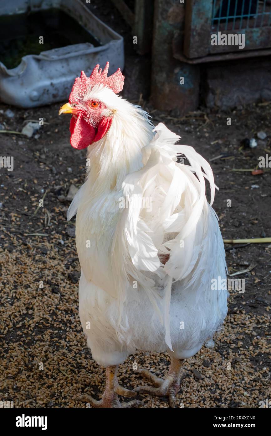 Rooster bread hi-res stock photography and images - Alamy