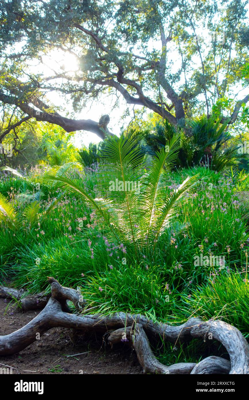 Low lying tropical plants growing at the base of a large tree, taking ...