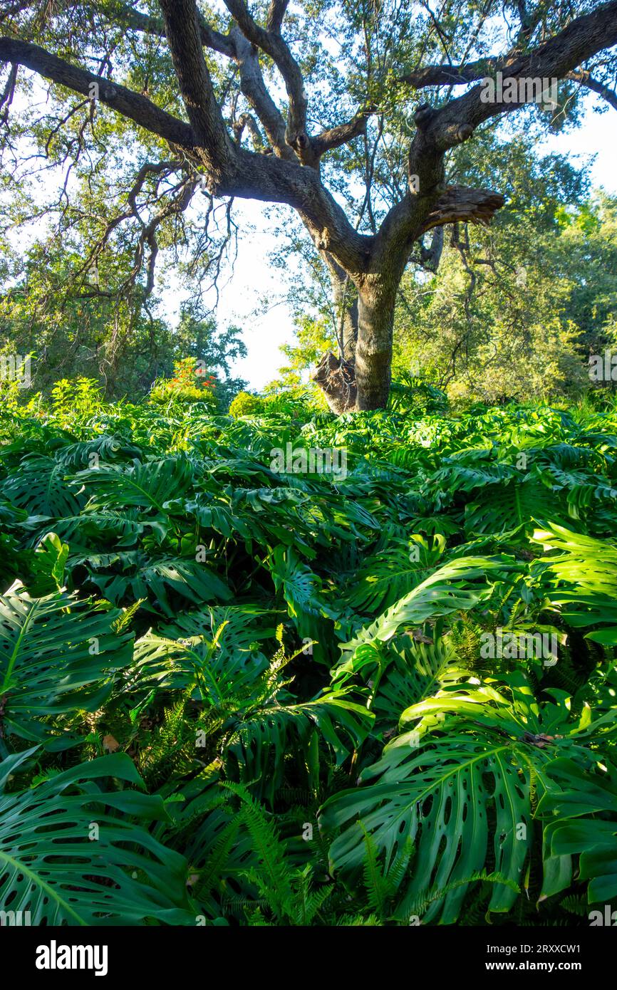Low lying tropical plants growing at the base of a large tree, taking ...