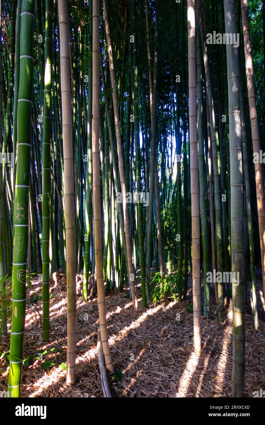 Light shining through the thick bamboo canopy. Pictures taken in ...