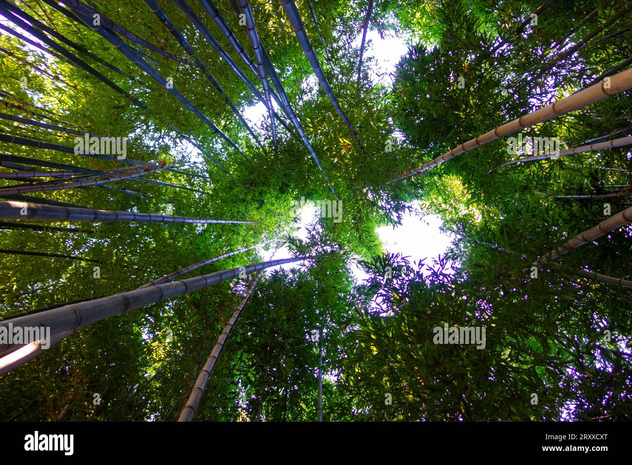 Light shining through the thick bamboo canopy. Pictures taken in ...