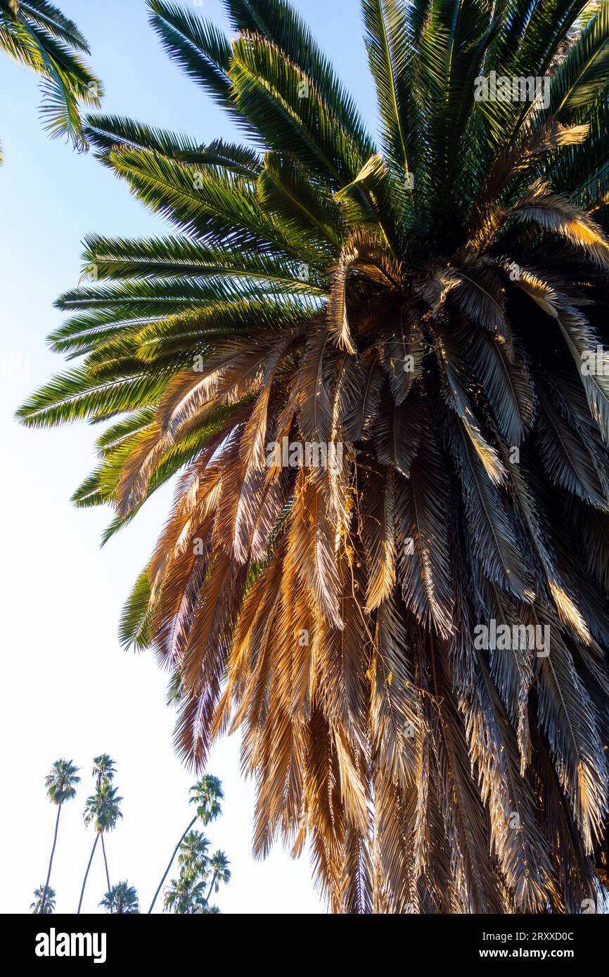 Tropical palm trees and other tropical plants around a man made pond in ...