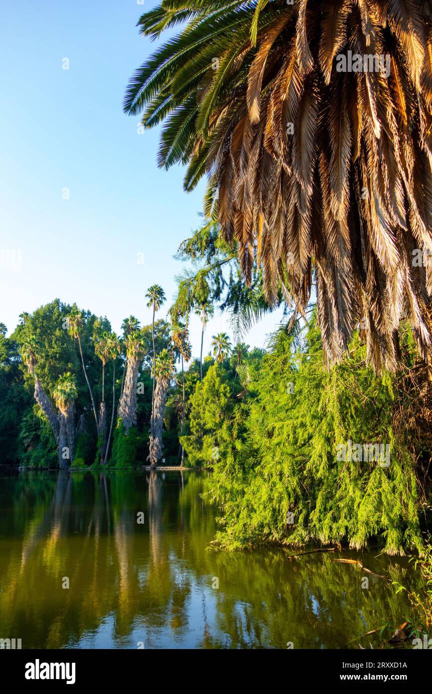 Tropical palm trees and other tropical plants around a man made pond in ...