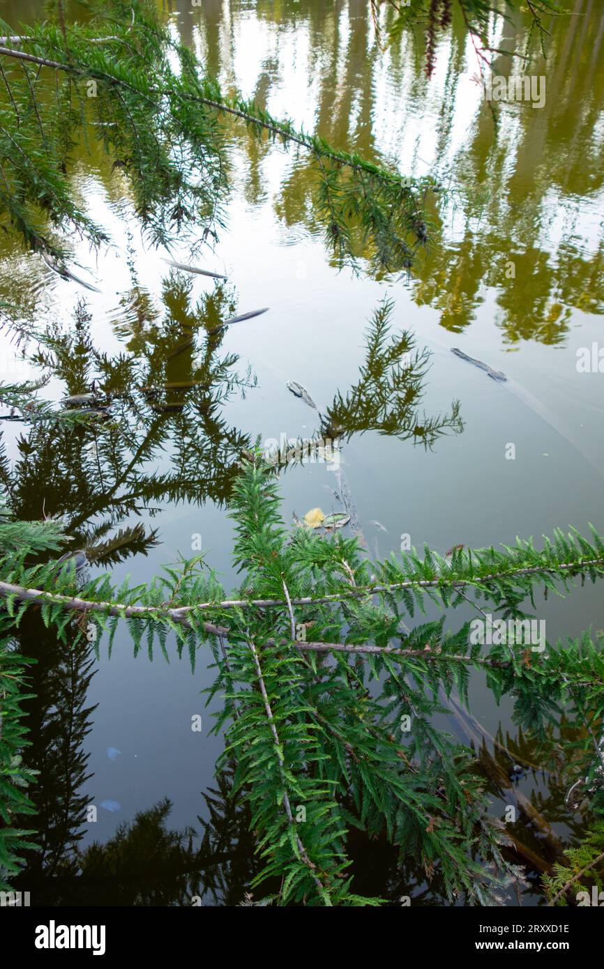 Palm trees around pond hi-res stock photography and images - Alamy