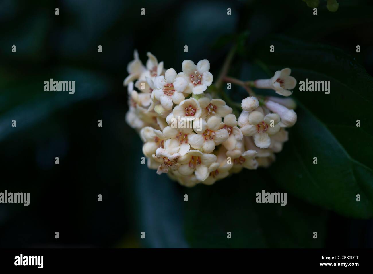 Sandankwa viburnum hi-res stock photography and images - Alamy