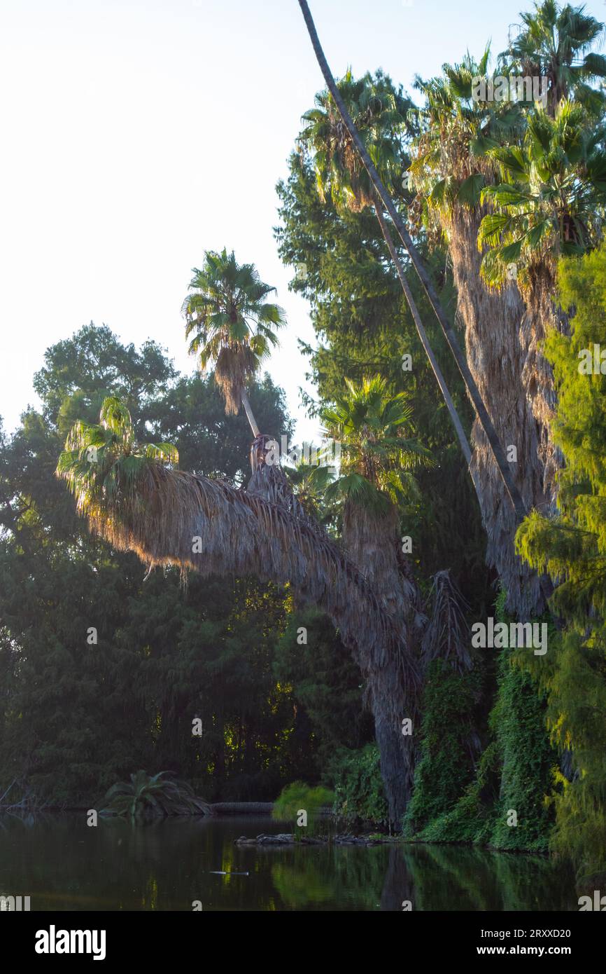 Tropical palm trees and other tropical plants around a man made pond in ...