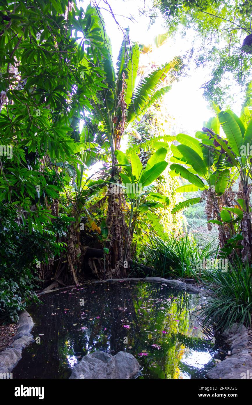 Tropical palm trees and other tropical plants around a man made pond in ...
