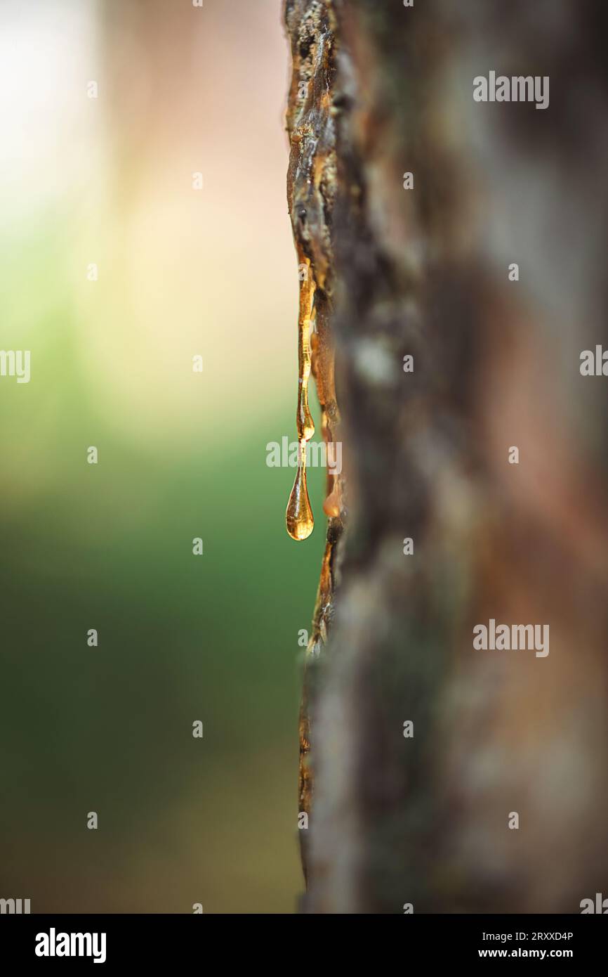 natural background. A beautiful drop of resin on a pine tree Stock ...