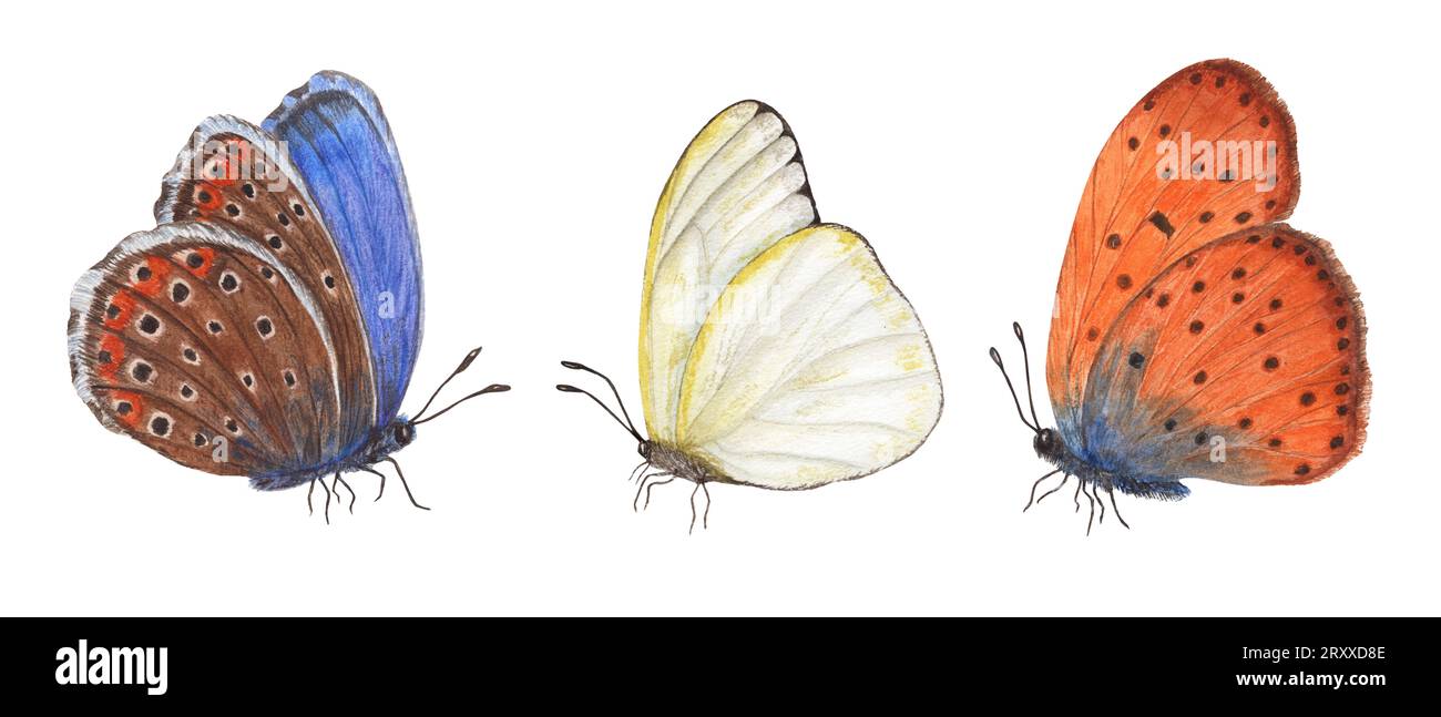 Colored butterflies with folded wings. Set of blue, orange, white ...