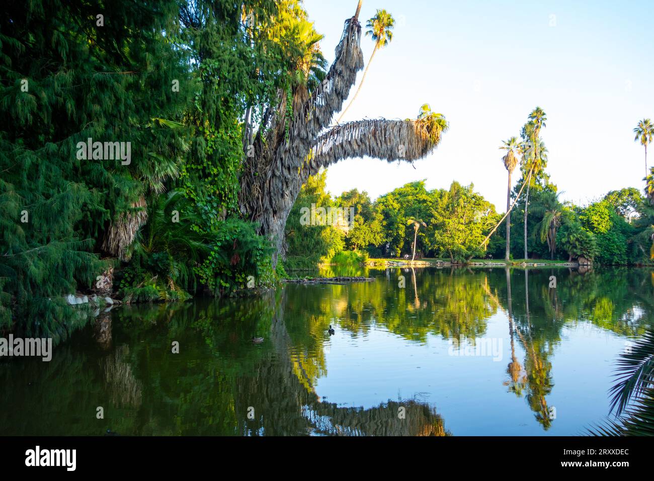 Tropical palm trees and other tropical plants around a man made pond in ...
