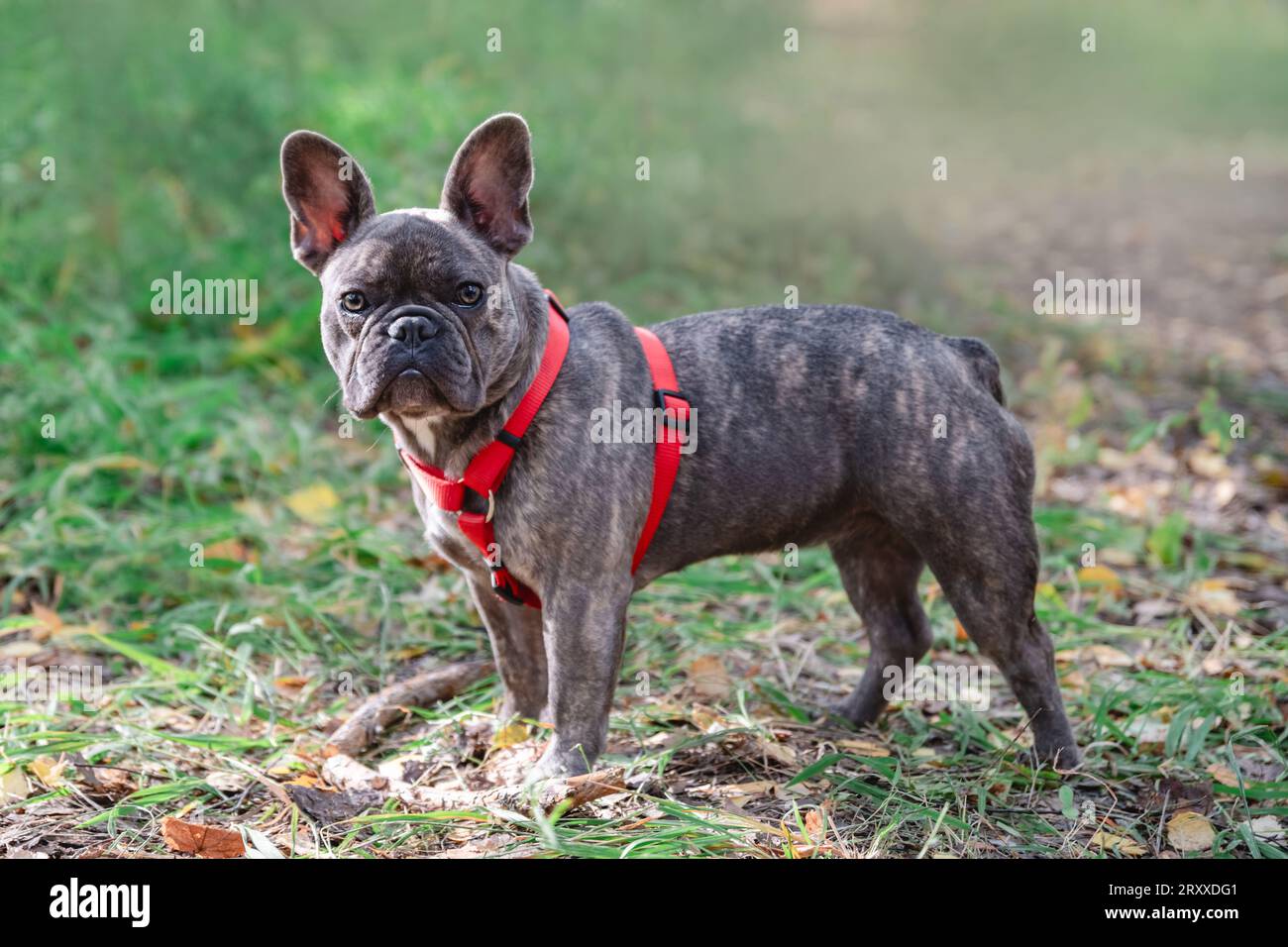 beautiful adorable brindle french bulldog in a harness on a walk Stock ...