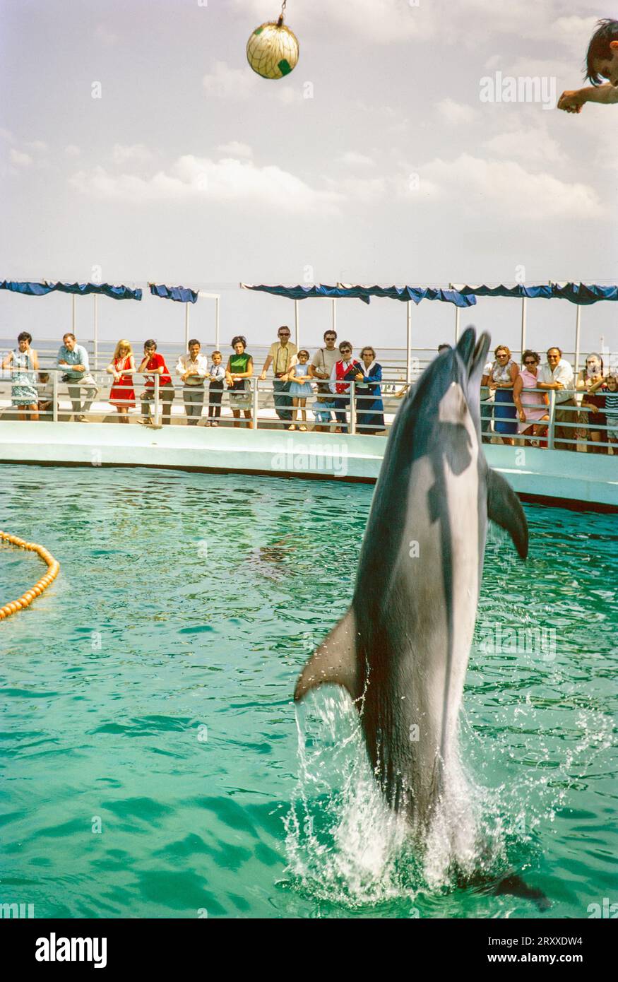 Dolphin performance at dolphinarium on the marina, Rimini, Adriatic ...