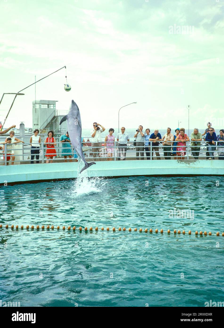 Vintage dolphin show hi-res stock photography and images - Alamy