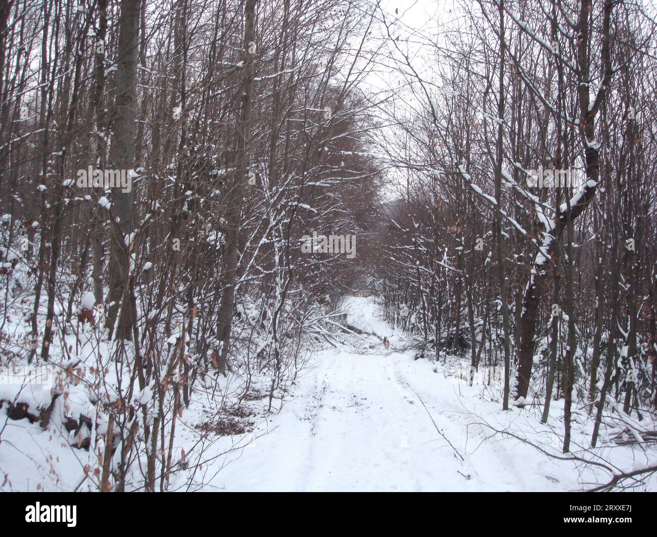 Snowy path among tree hi-res stock photography and images - Alamy