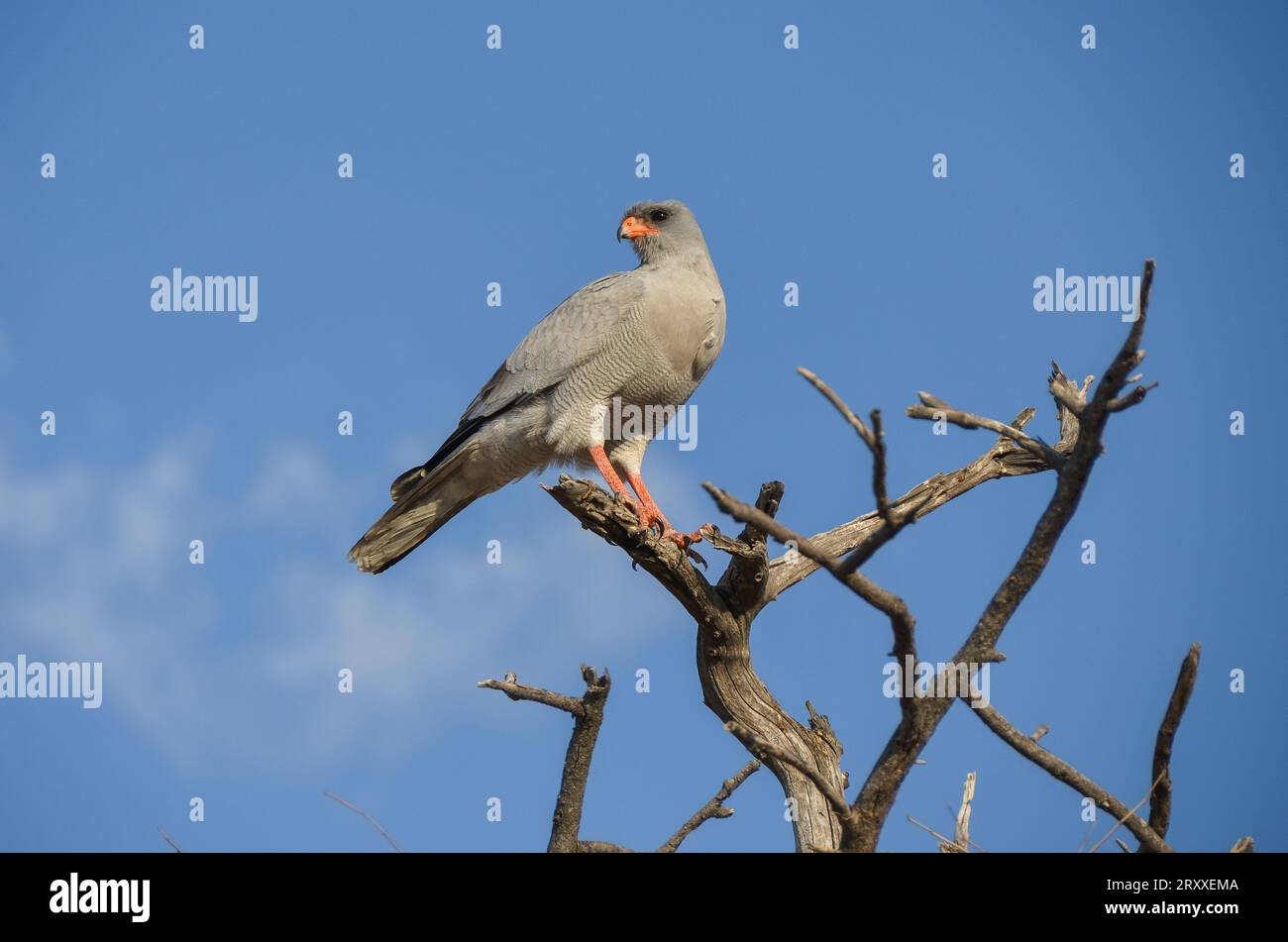 hawk with blue sky background Stock Photo - Alamy