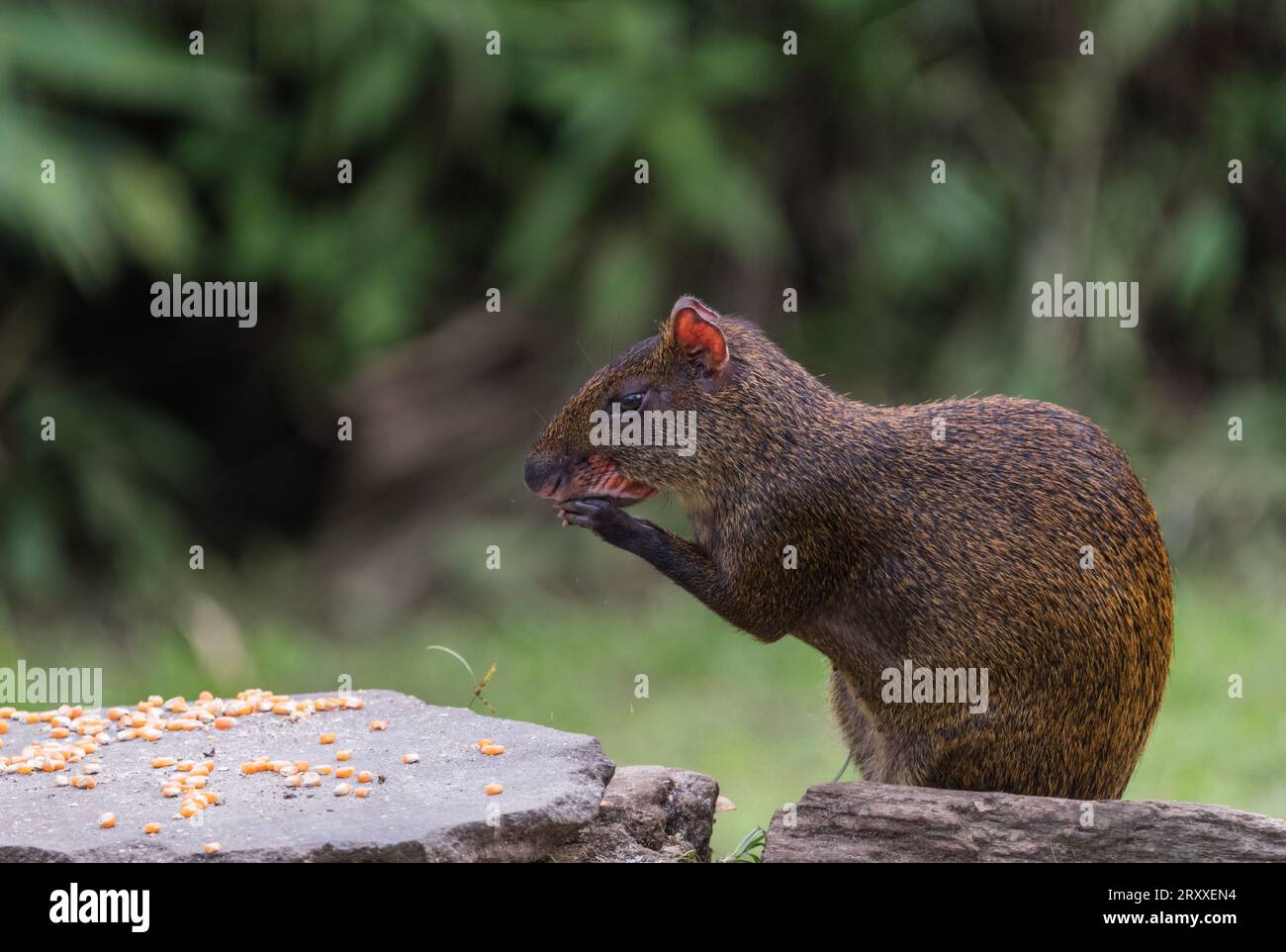 Dasyprocta punctata hi-res stock photography and images - Alamy