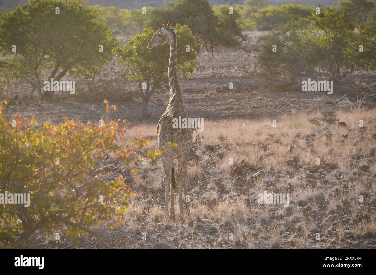 Giraffe in namib hi-res stock photography and images - Alamy