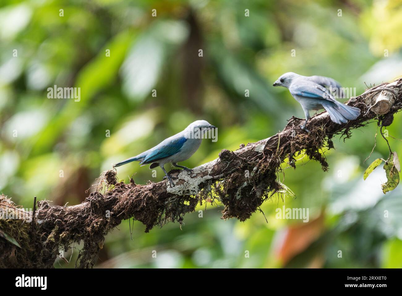 Perched Blue-Grey Tanager (Thraupis episcopus) in Ecuador Stock Photo ...