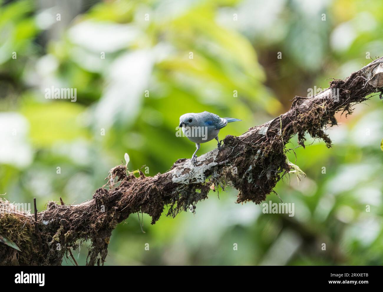Perched Blue-Grey Tanager (Thraupis episcopus) in Ecuador Stock Photo ...