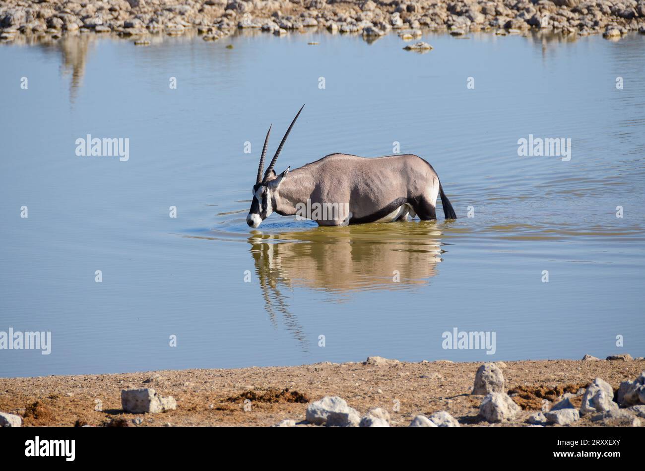 oryx in the water Stock Photo - Alamy