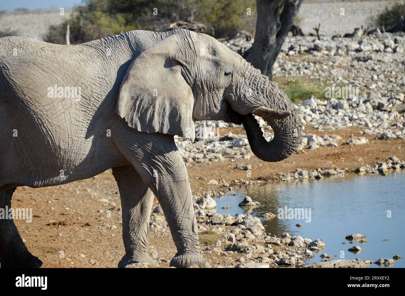 young elephant drinking water Stock Photo - Alamy