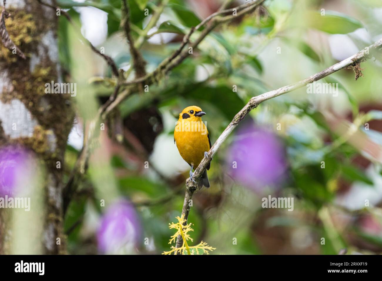 Altin tangara hi-res stock photography and images - Alamy