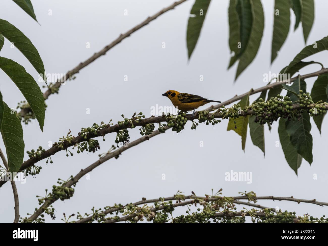 Gold tangare hi-res stock photography and images - Alamy