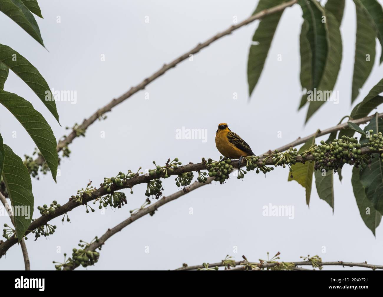 Golden Tanager (Tangara arthus) perched in a tree in Ecuador Stock ...