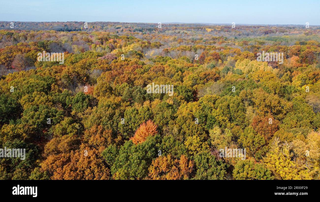 rees changing colors in the fall in the midwest Stock Photo - Alamy