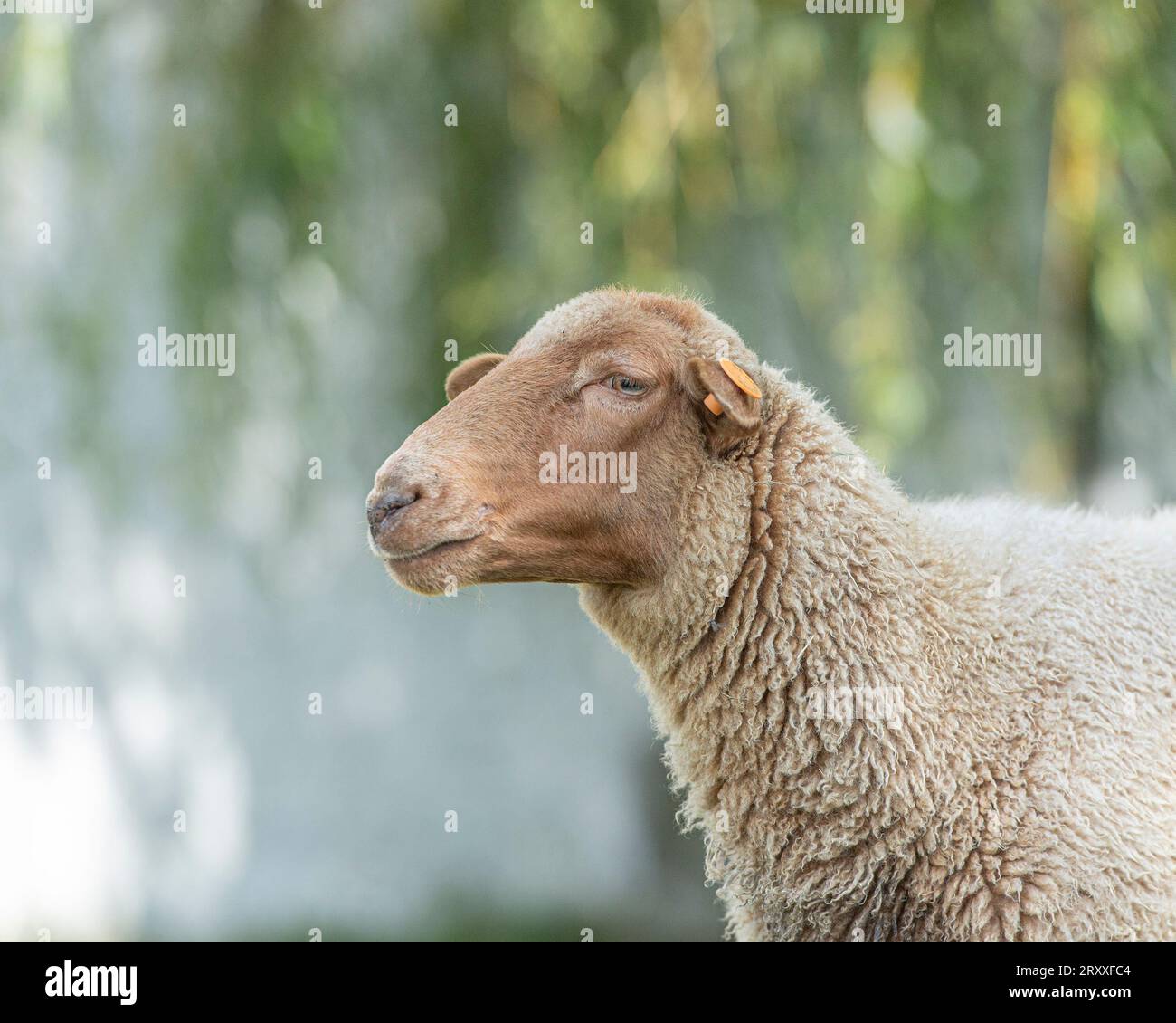 Sheep head profile hi-res stock photography and images - Alamy
