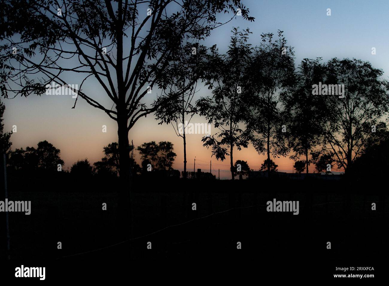 Moonlight through trees hi-res stock photography and images - Alamy