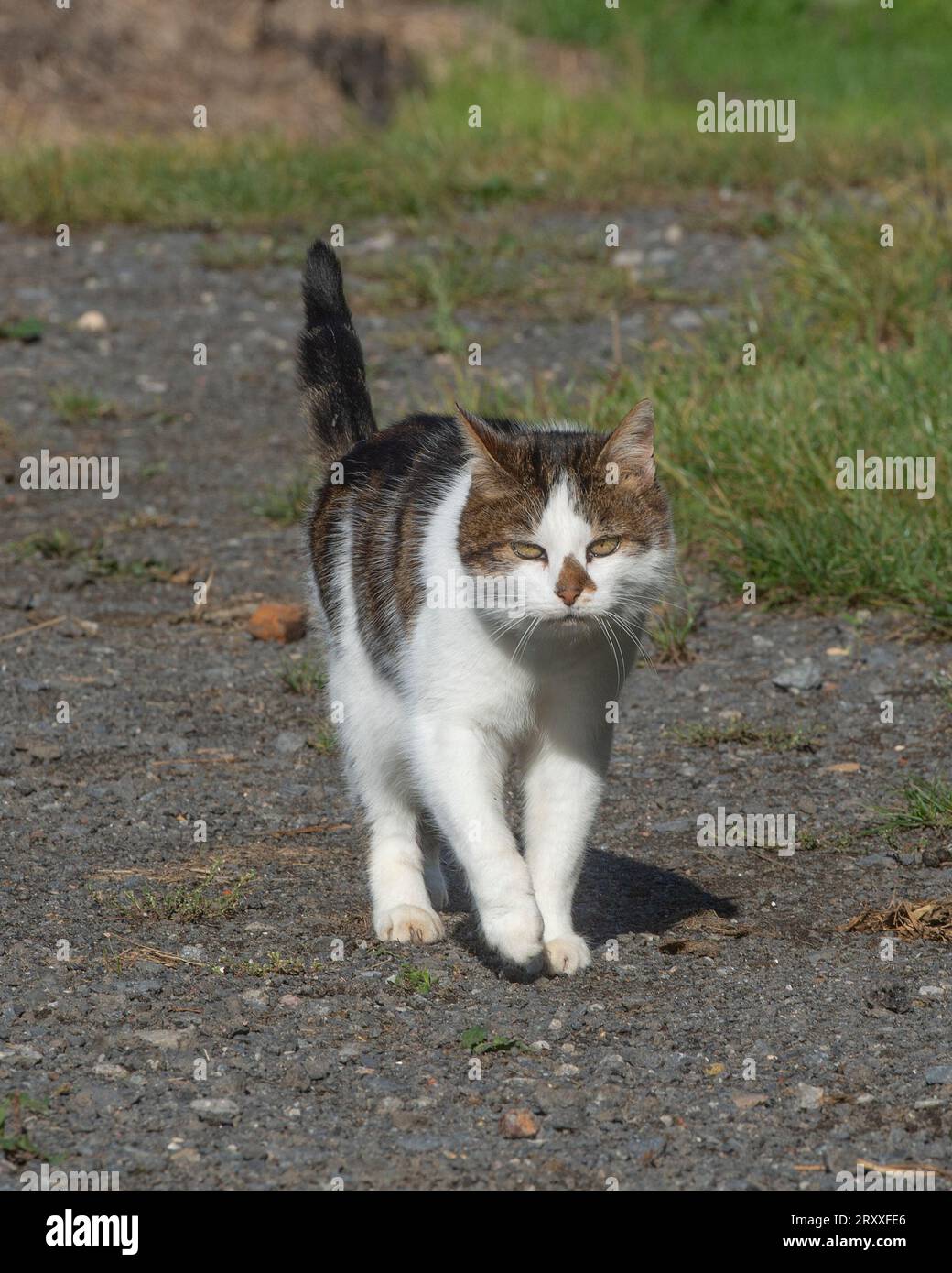 Tabby cat tail hi-res stock photography and images - Alamy